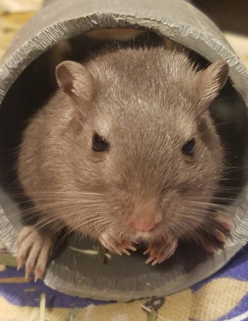 Gerbils for Sale. Gerbil Breeder in Putnam County, New York | Gerbil Hub