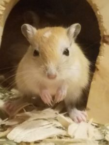 Blue Gerbils | Gerbil Hub