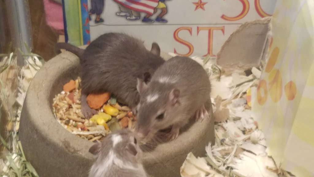 Blue Gerbils | Gerbil Hub