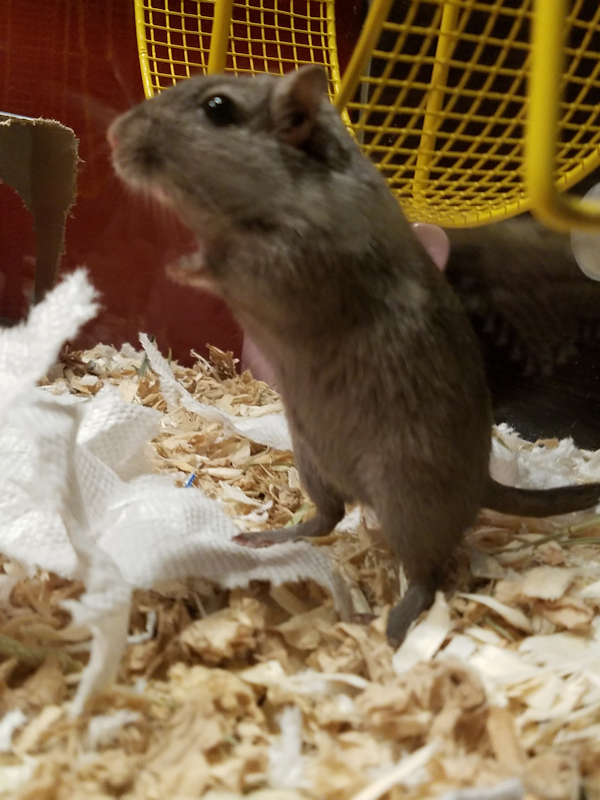 Blue Gerbils | Gerbil Hub