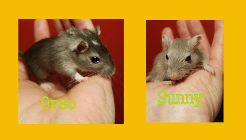 Gerbil Litter Gallery | Gerbil Hub