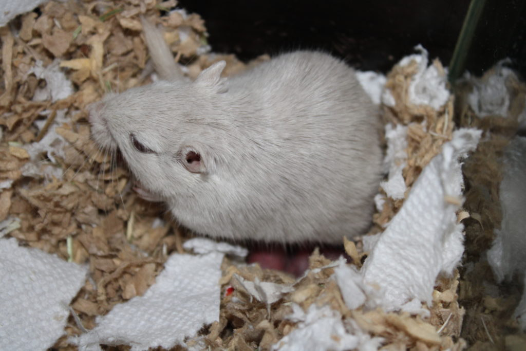 New Gerbil Litter Born! - Gerbil Hub