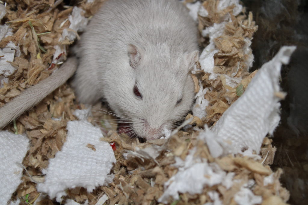The Gerbils Adventure's-Book 1, Chapter 2. - Gerbil Hub
