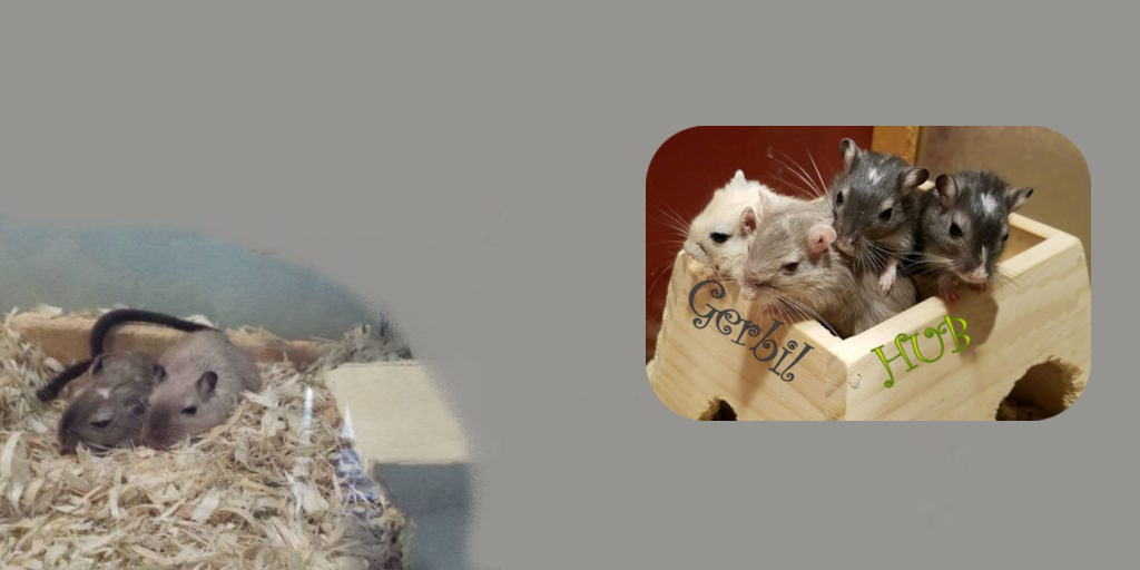 Baby Gerbils For Sale at Gerbil Hub - Gerbil Hub